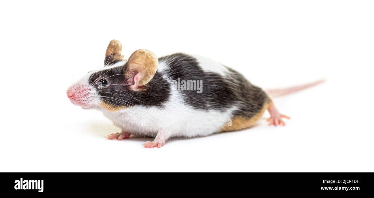 Fancy mouse - Mus musculus domestica, isolated on white Stock Photo - Alamy