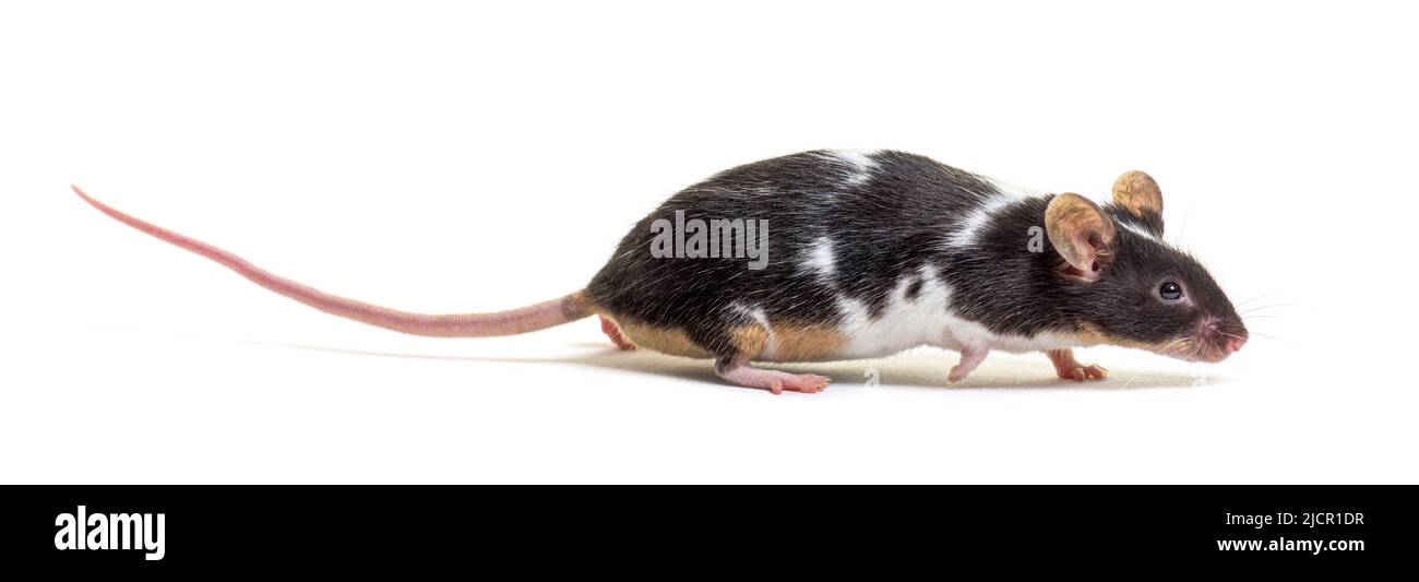 Side view of a fancy mouse walking away - Mus musculus domestica ...