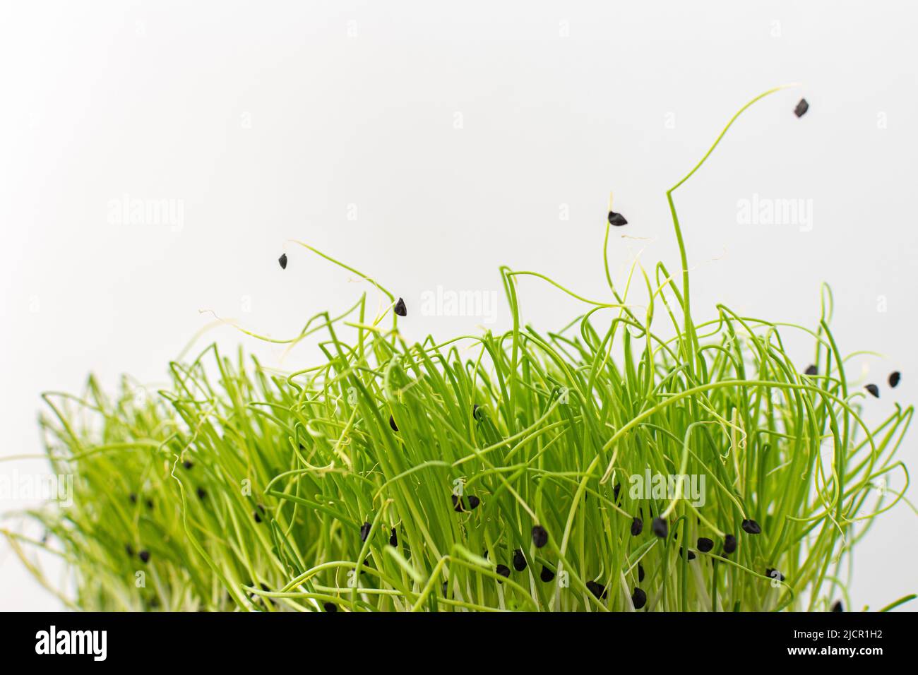 Vegetable greens of chives, useful microgreen close-up , organic food ...