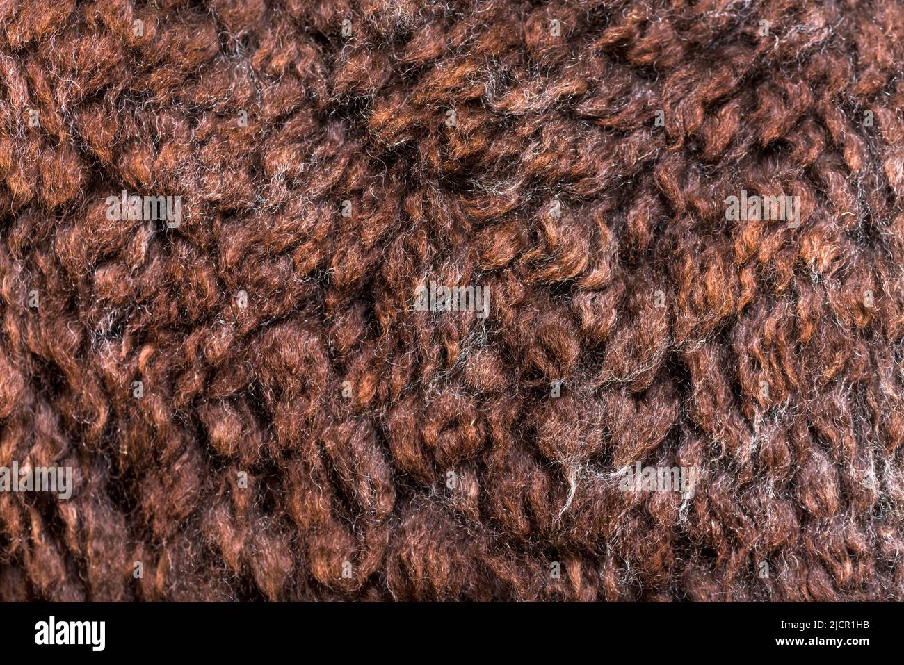 Macro Of Rose Grey Young Alpaca Wool Or Fiber Lama Pacos Stock Photo