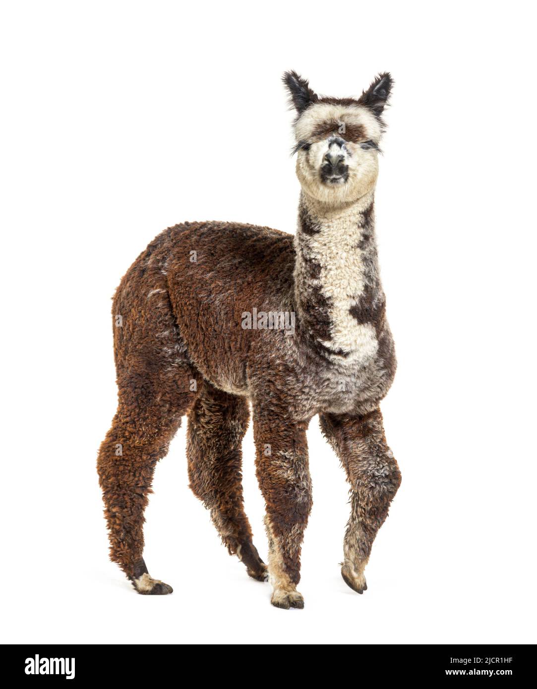 Rose grey young alpaca waliking - Lama pacos, isolated on white Stock ...