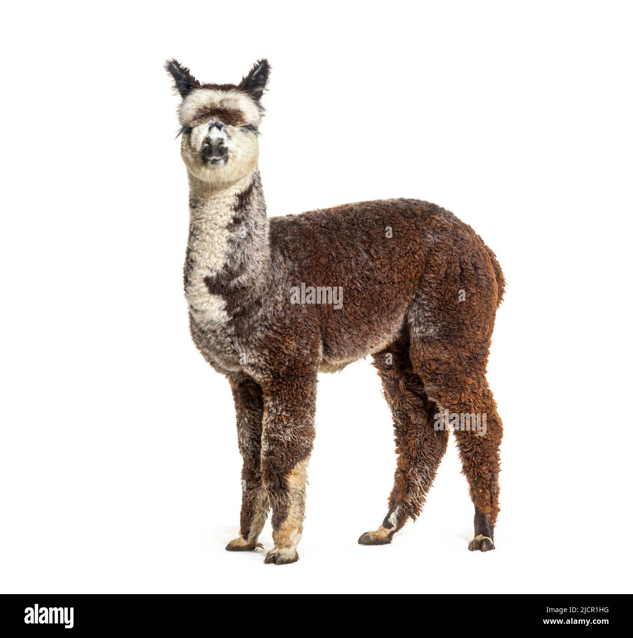 Side view of a Rose grey young alpaca - Lama pacos Stock Photo - Alamy