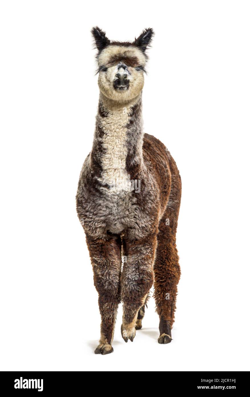 Alpaca front view Cut Out Stock Images & Pictures - Alamy