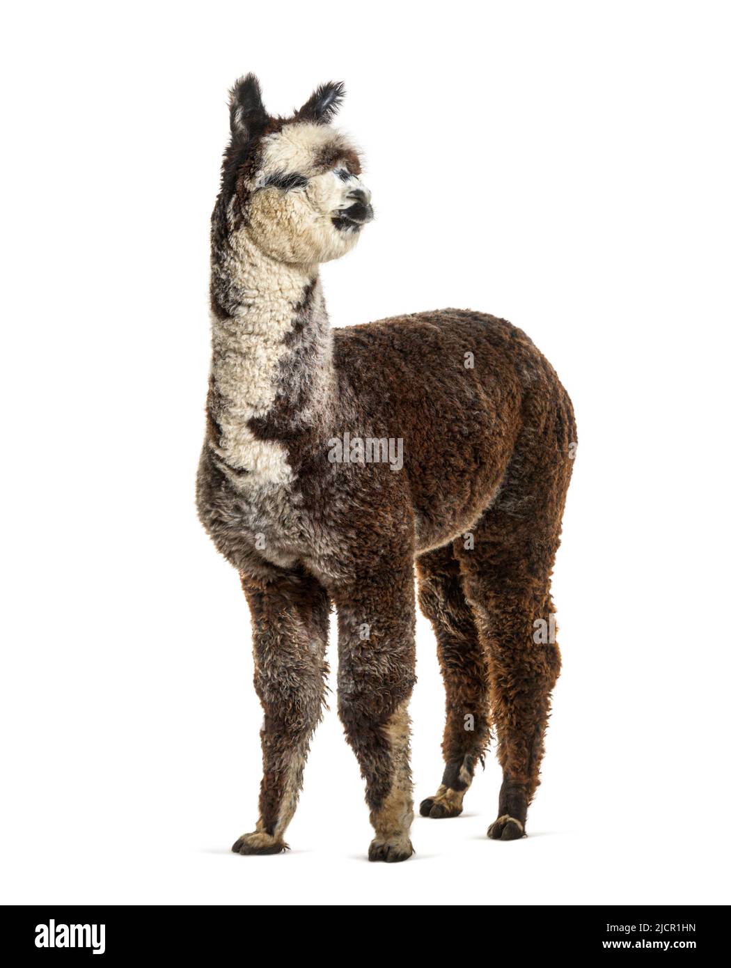 Rose at farm Cut Out Stock Images & Pictures - Alamy