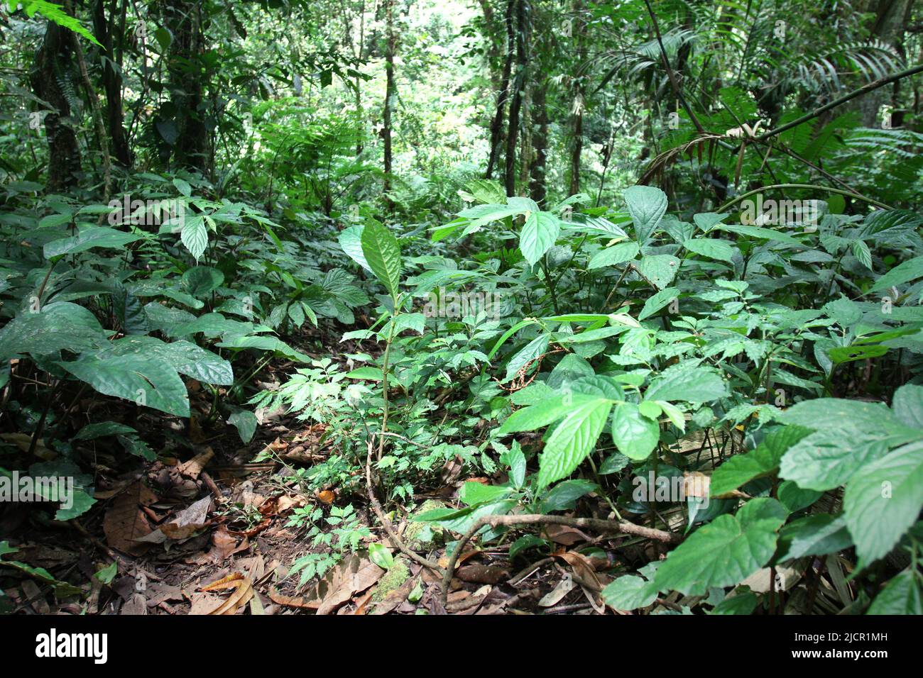 Vegetation on rainforest floor in Gunung Halimun Salak National Park in ...