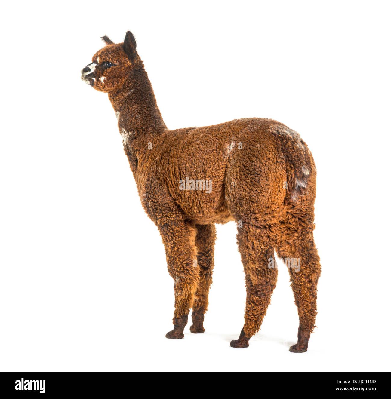 Alpaca looking back Cut Out Stock Images & Pictures - Alamy