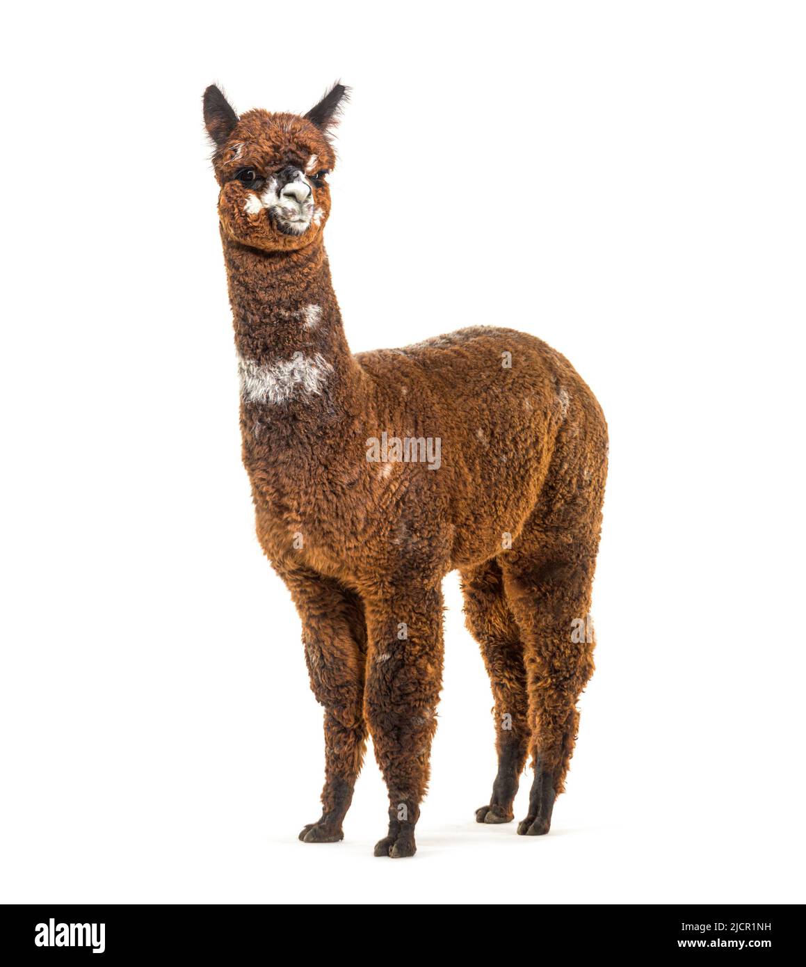 White rose one nobody grey hi-res stock photography and images - Alamy