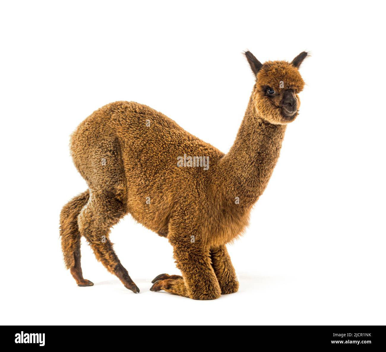 Alpaca kneeling hi-res stock photography and images - Alamy