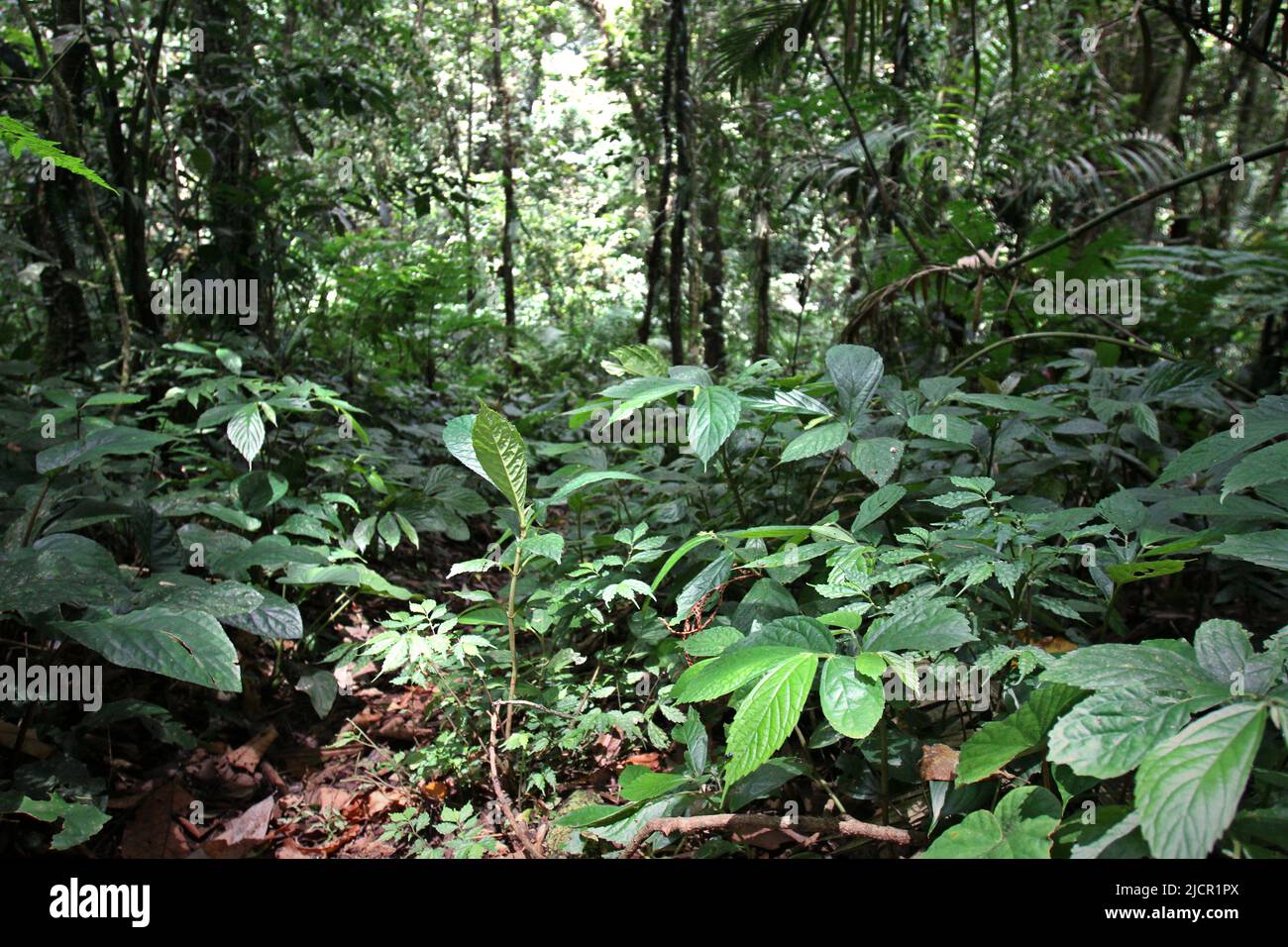 Vegetation on rainforest floor in Gunung Halimun Salak National Park in ...