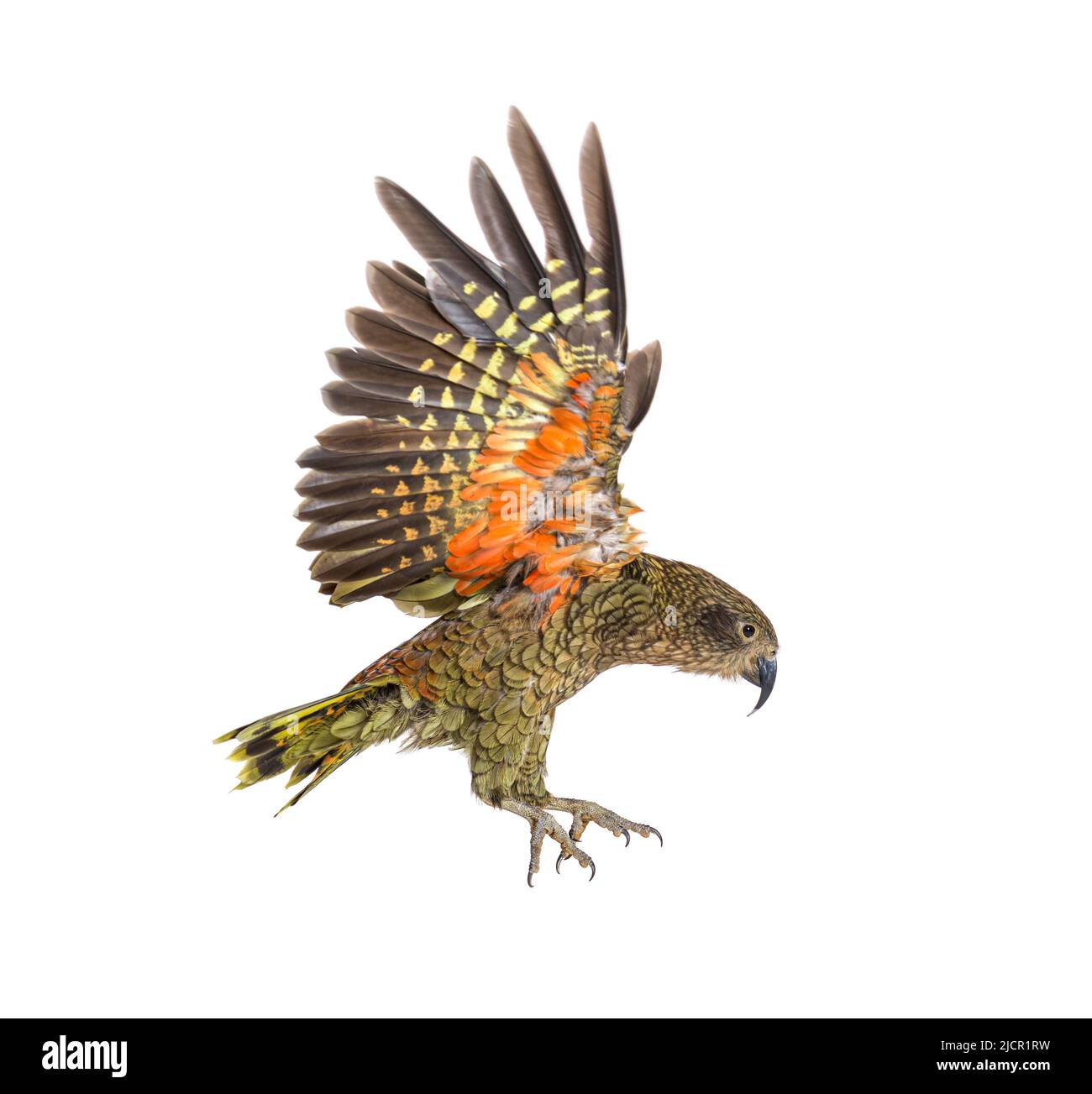 Kea Bird, Nestor notabilis, or Alpine parrot, flying, isolated on white ...