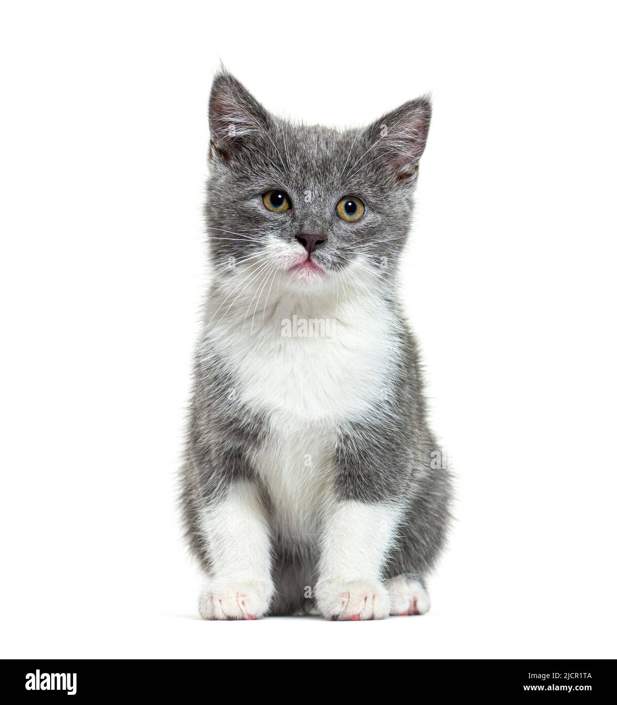 Mixed breed cat kitten 2 months old, sitting, isolated Stock Photo - Alamy