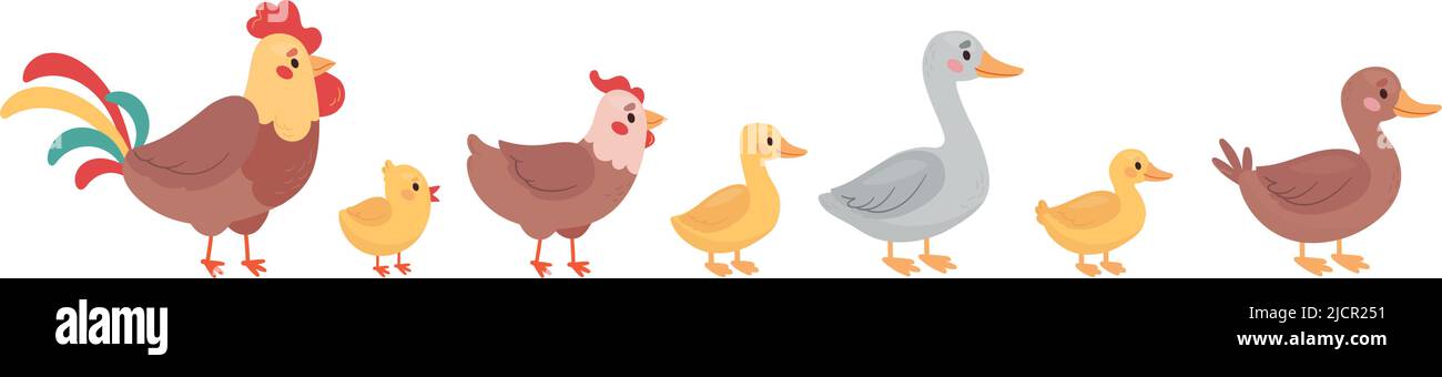 Poultry set vector illustration in cartoon style. Bird family, rooster ...