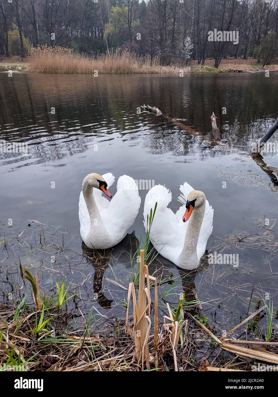 White swan couple in love are swimming on pond in spring. Two waterfowl ...