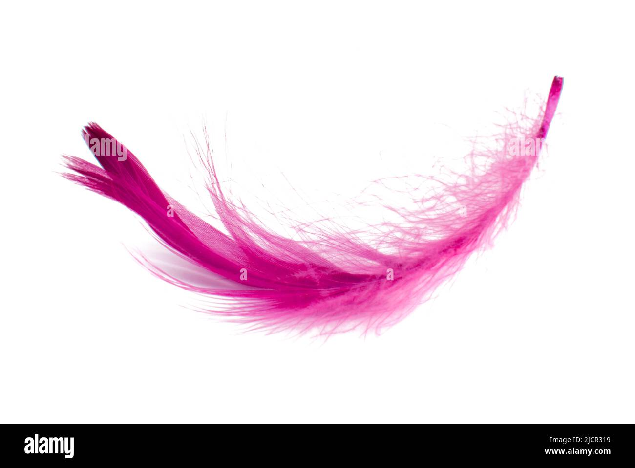 Elegant fluffy bird feather pink isolated on the white background Stock ...