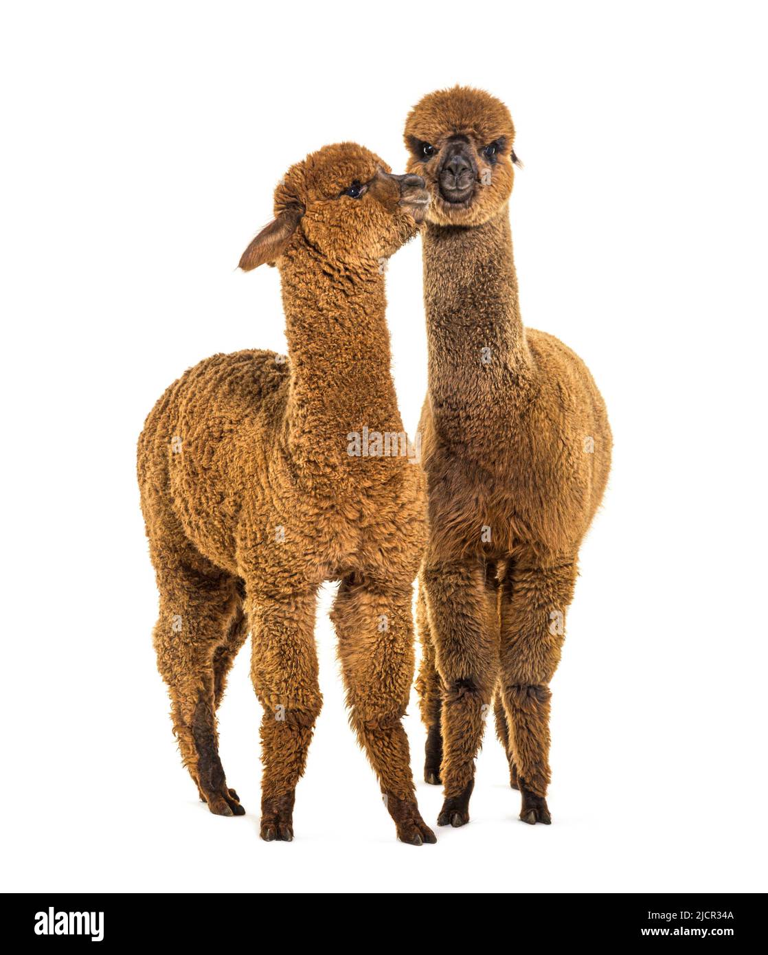 Alpacas lama pacos cattle hi-res stock photography and images - Alamy