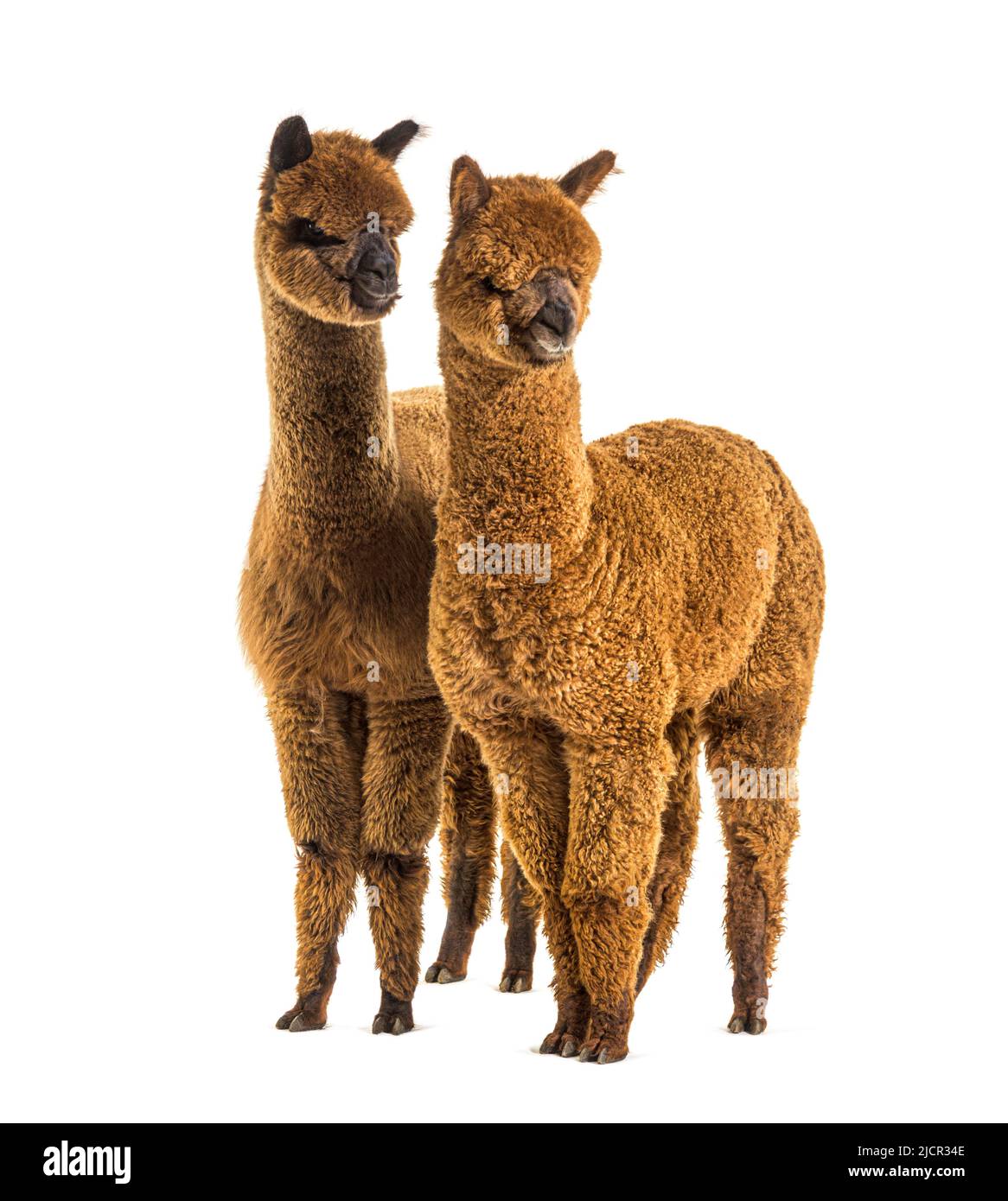 Alpaces hi-res stock photography and images - Alamy