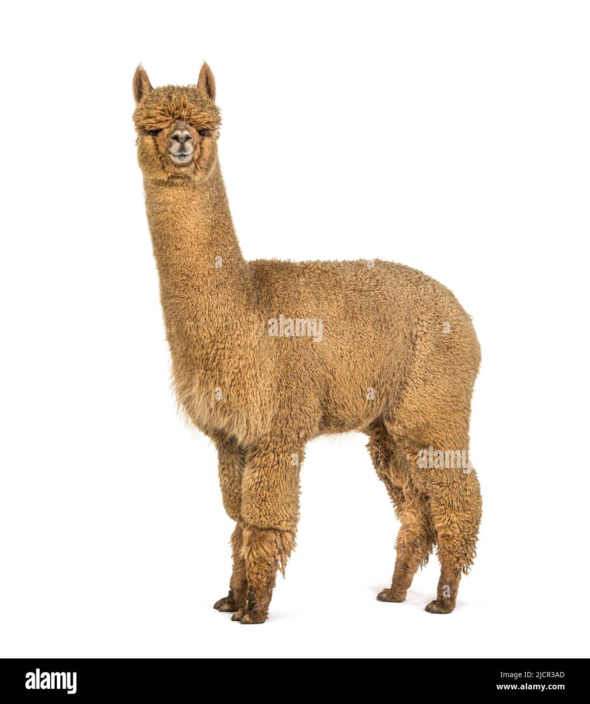 Alpaca profile view Cut Out Stock Images & Pictures - Alamy