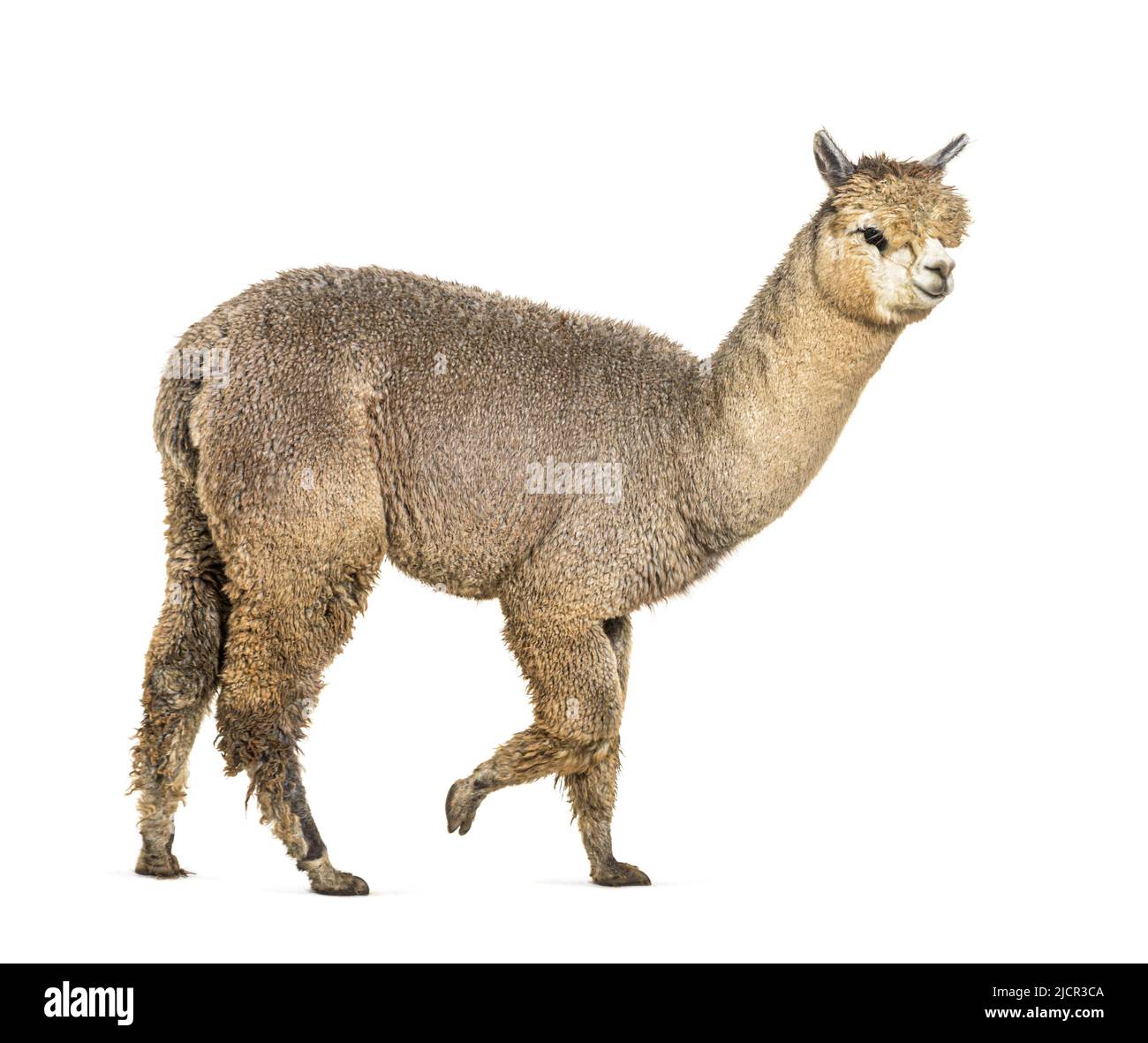 Side view of a Medium silver grey alpaca walking - Lama pacos Stock ...