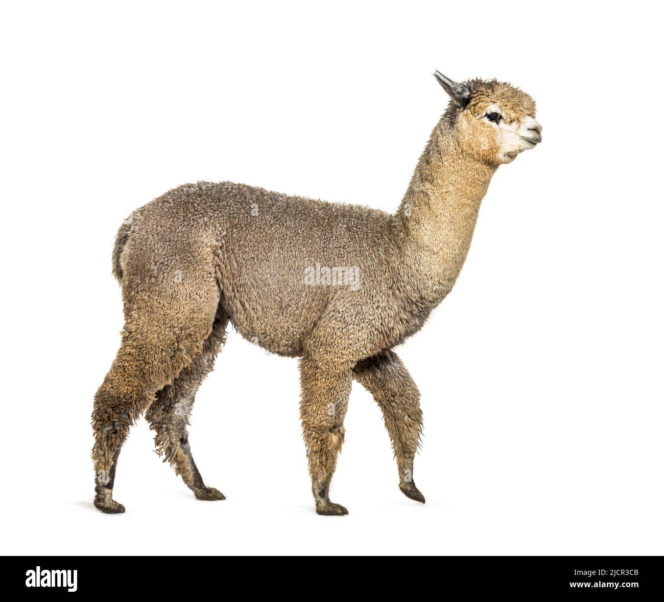 Alpaca profile view Cut Out Stock Images & Pictures - Alamy