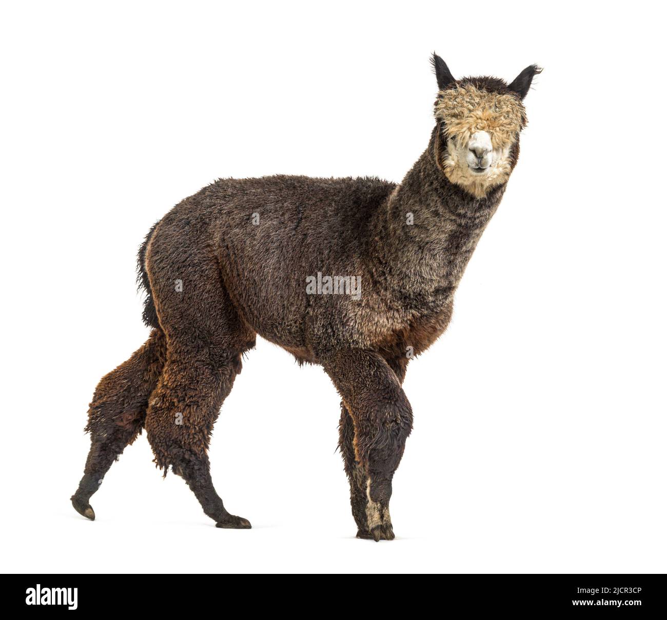 Alpaca profile view Cut Out Stock Images & Pictures - Alamy