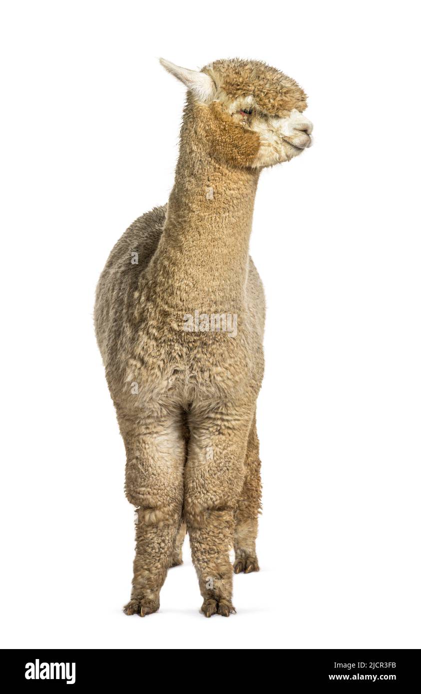 Alpaca farm Cut Out Stock Images & Pictures - Alamy