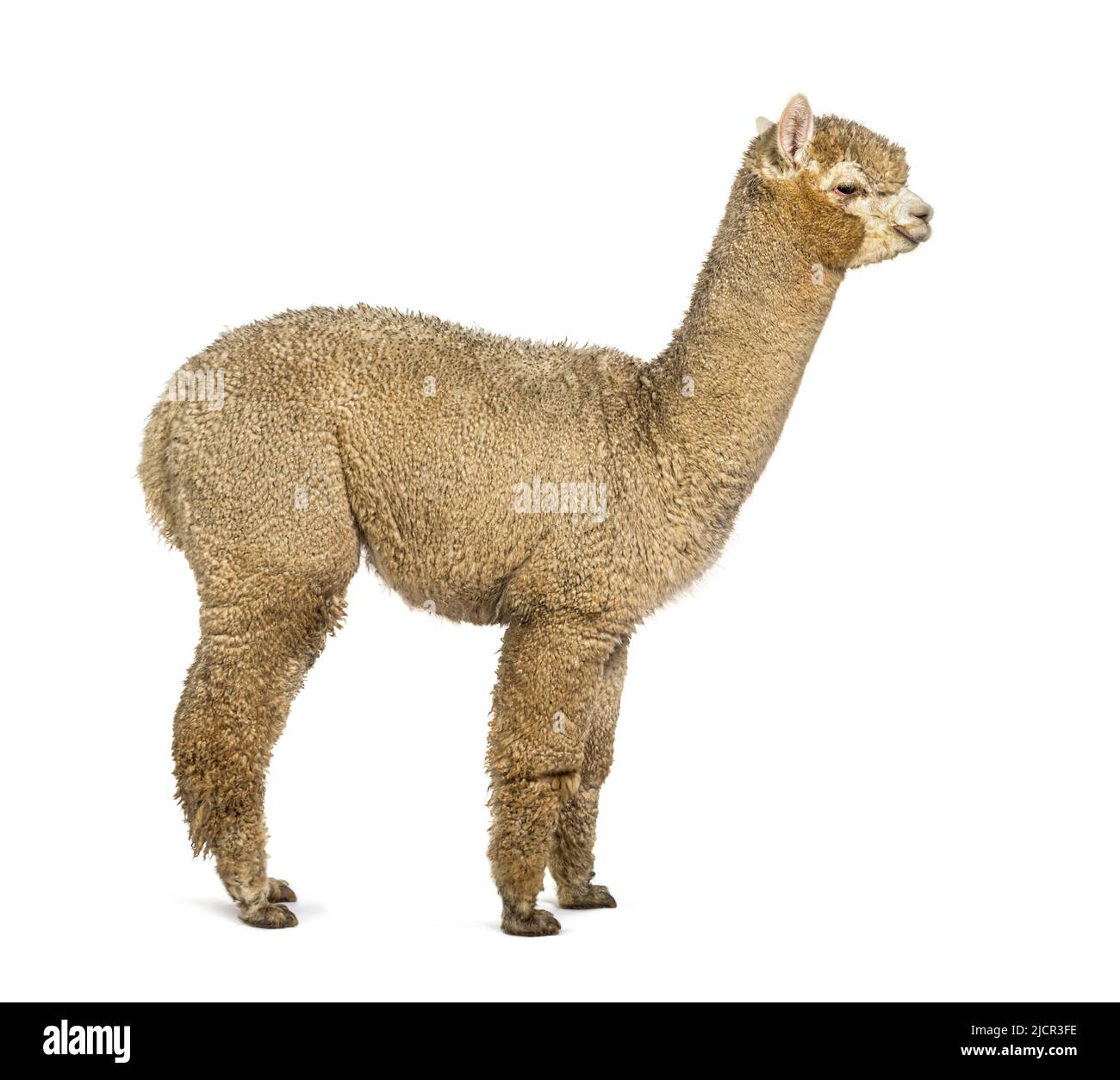 White alpaca Cut Out Stock Images & Pictures - Alamy