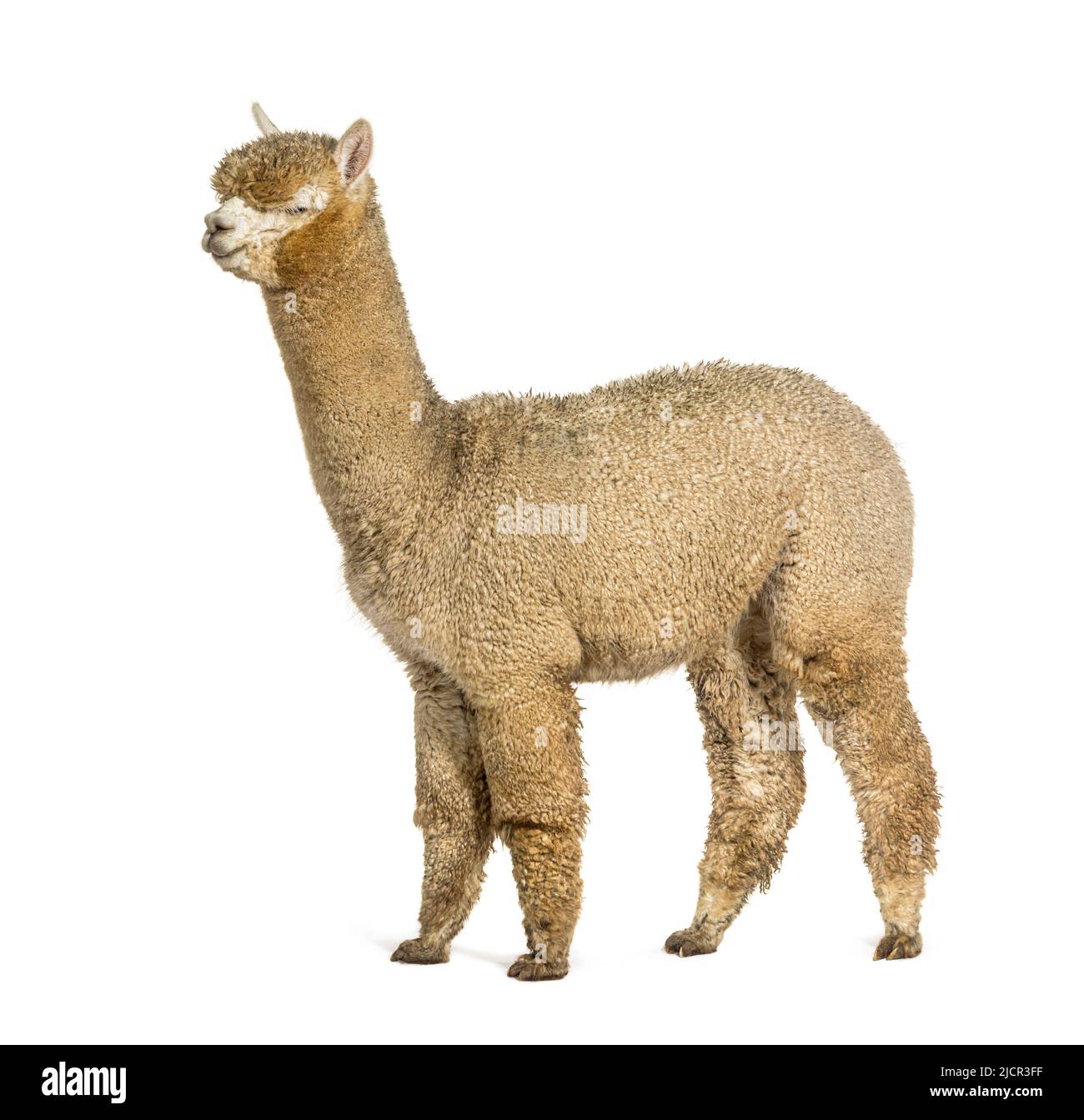 White alpaca Cut Out Stock Images & Pictures - Alamy