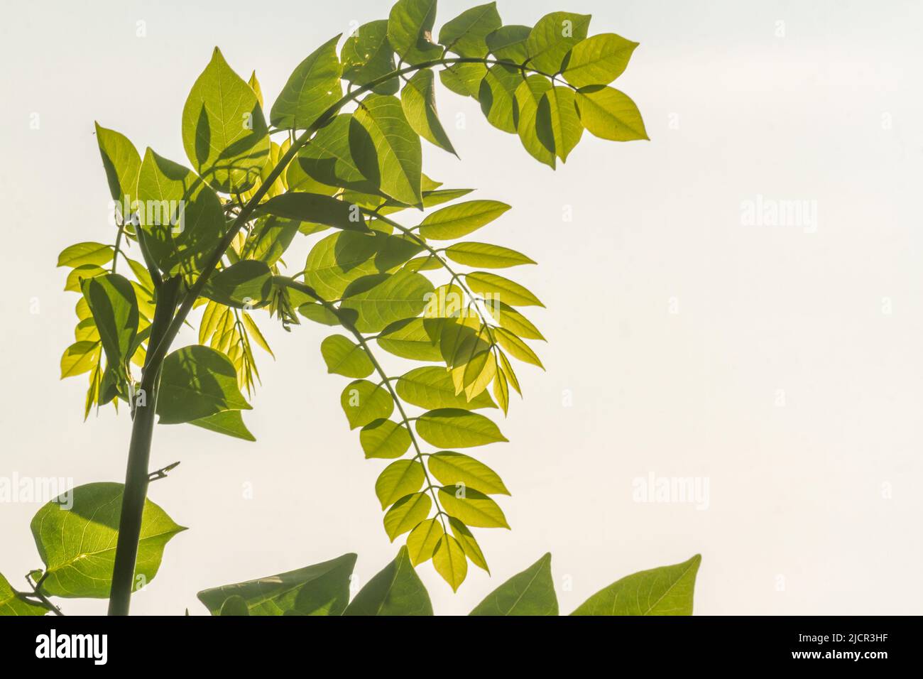 Gamal plant which has thin green leaves, grows for living fences on the ...