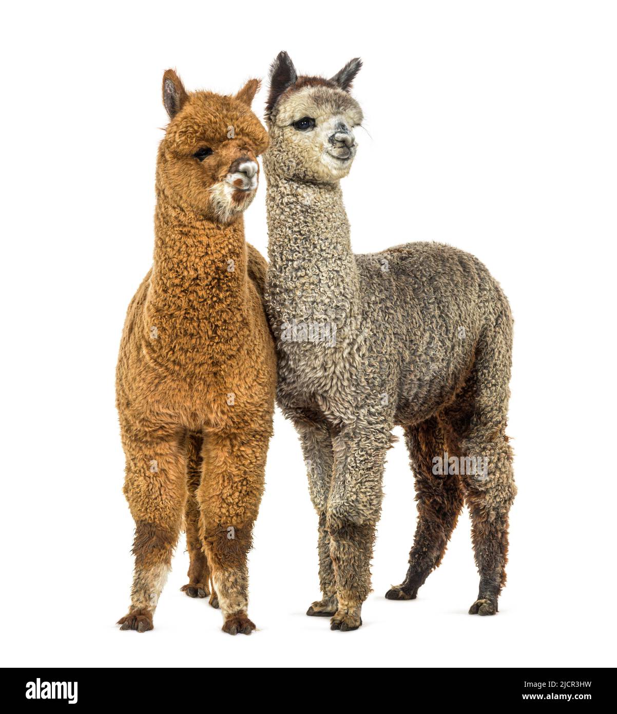 Two alpacas Dark fawn and medium silver grey alpacas together - Lama ...