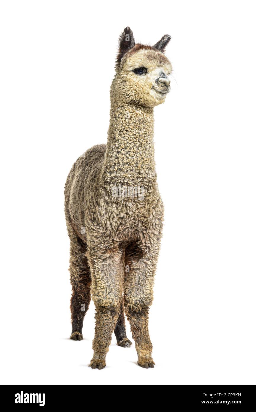 Silver lama hi-res stock photography and images - Alamy