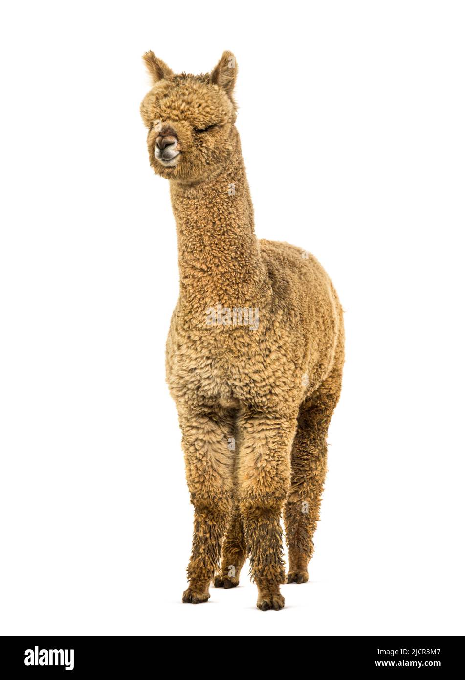 Light fawn young alpaca, six months opld - Lama pacos, isolated on ...