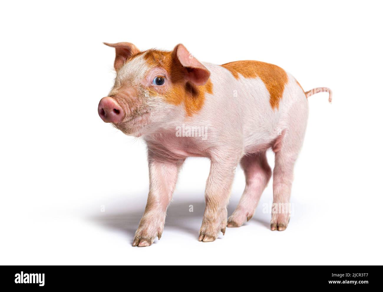 Pink pig looking at camera hi-res stock photography and images - Alamy