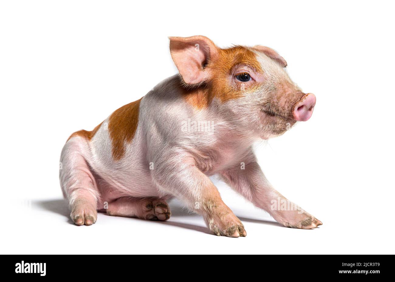 Sitting Young pig (mixedbreed), isolated Stock Photo - Alamy