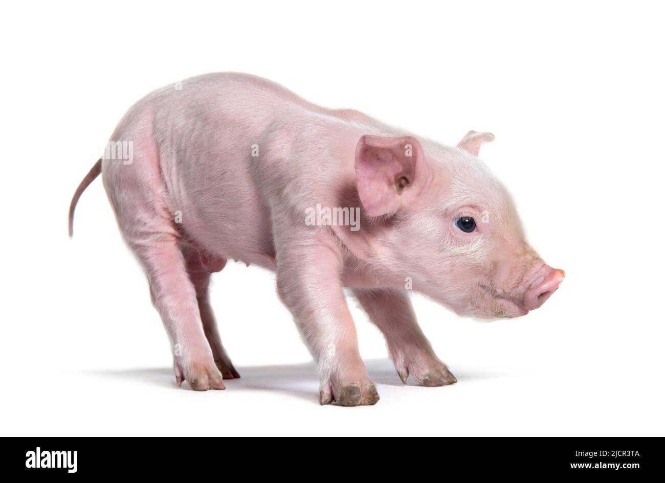Pink Young piglet (mixedbreed), isolated Stock Photo - Alamy