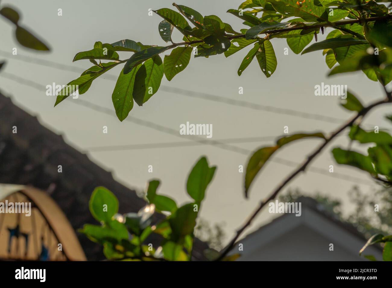 Wavy leaves hi-res stock photography and images - Alamy