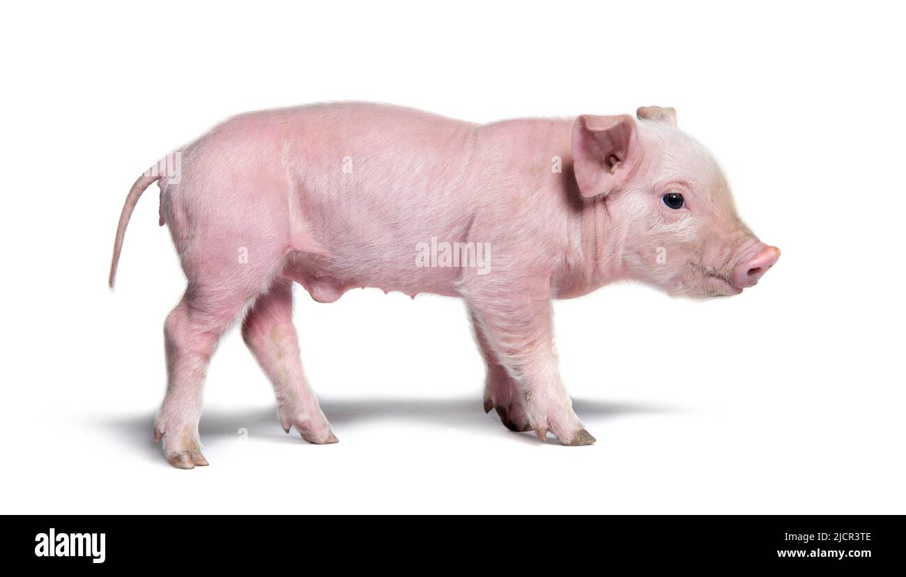 Side view of a young pig (mixedbreed), isolated Stock Photo - Alamy