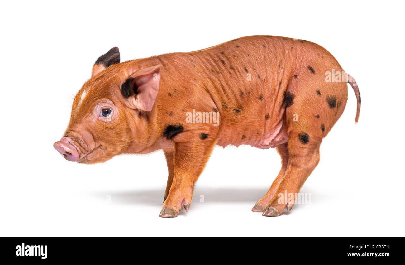 Side view of a young pig (mixedbreed), isolated Stock Photo - Alamy
