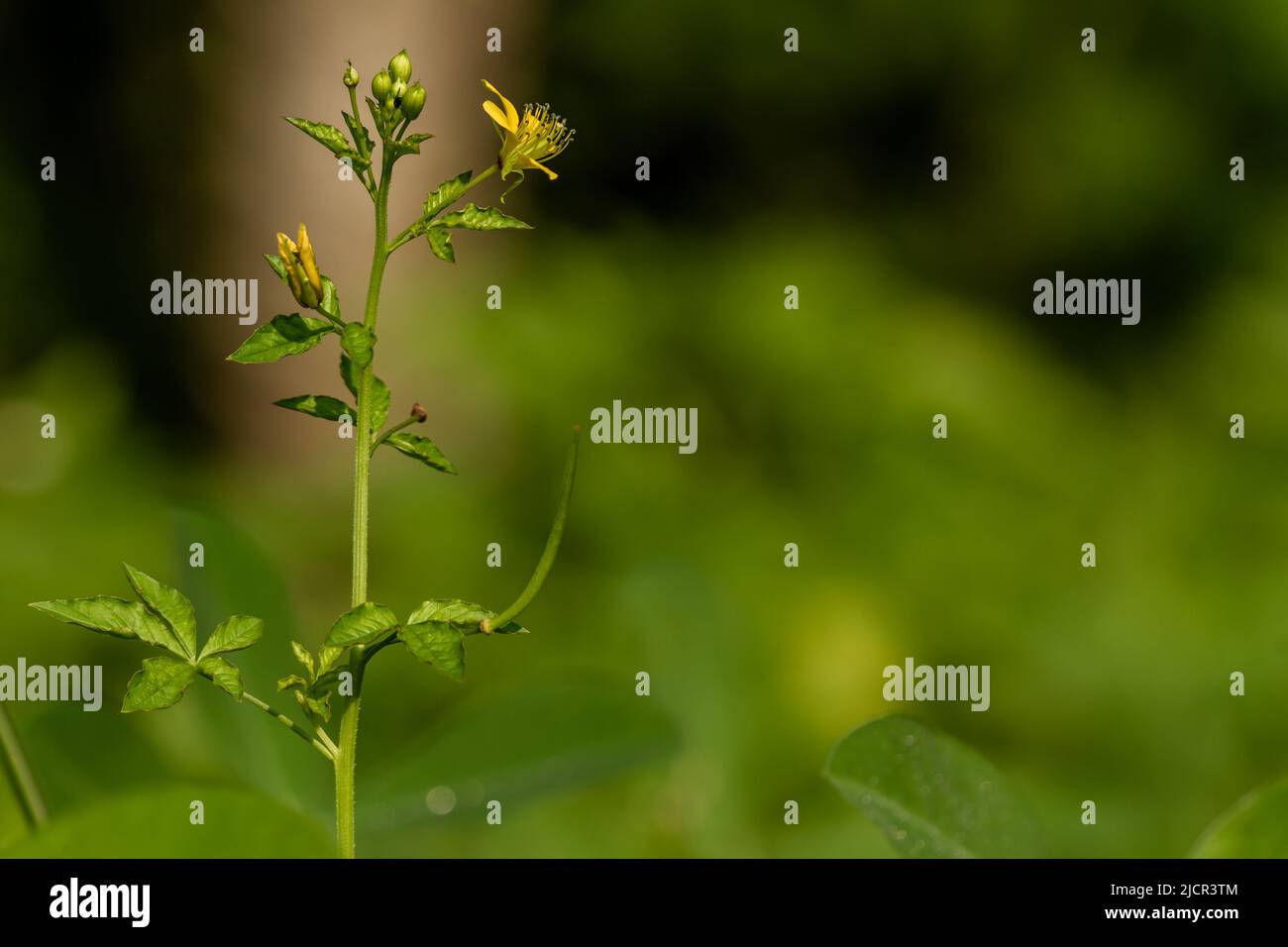 Swamp plant with flowers hi-res stock photography and images - Alamy