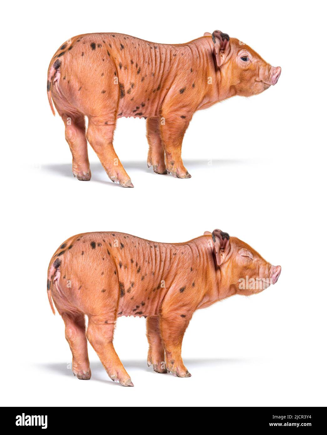 Easy to make an animation GIF, eye closed - eye open, isolated Stock ...