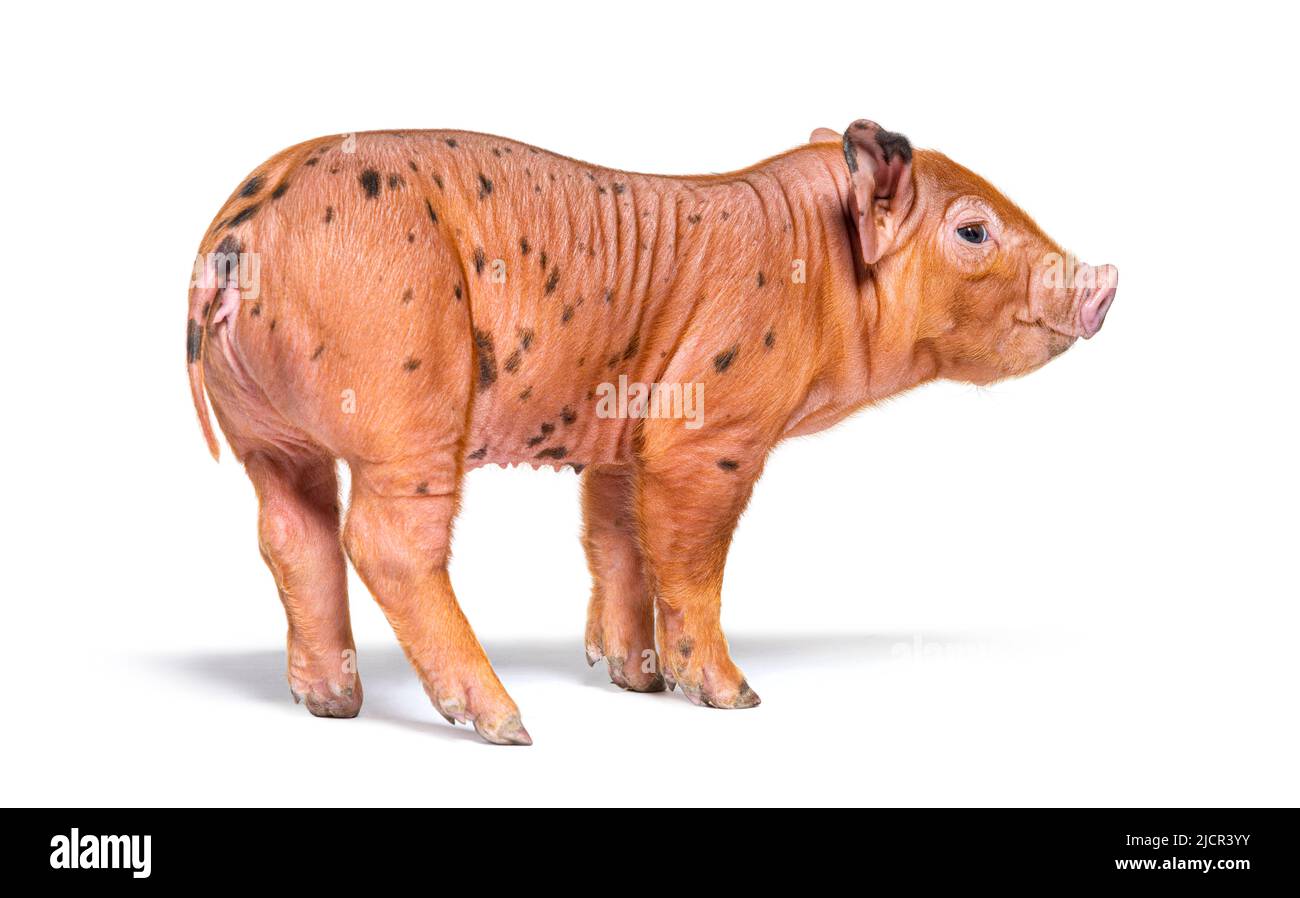 Rear view of a young pig (mixedbreed) looking at the camera, isolated ...