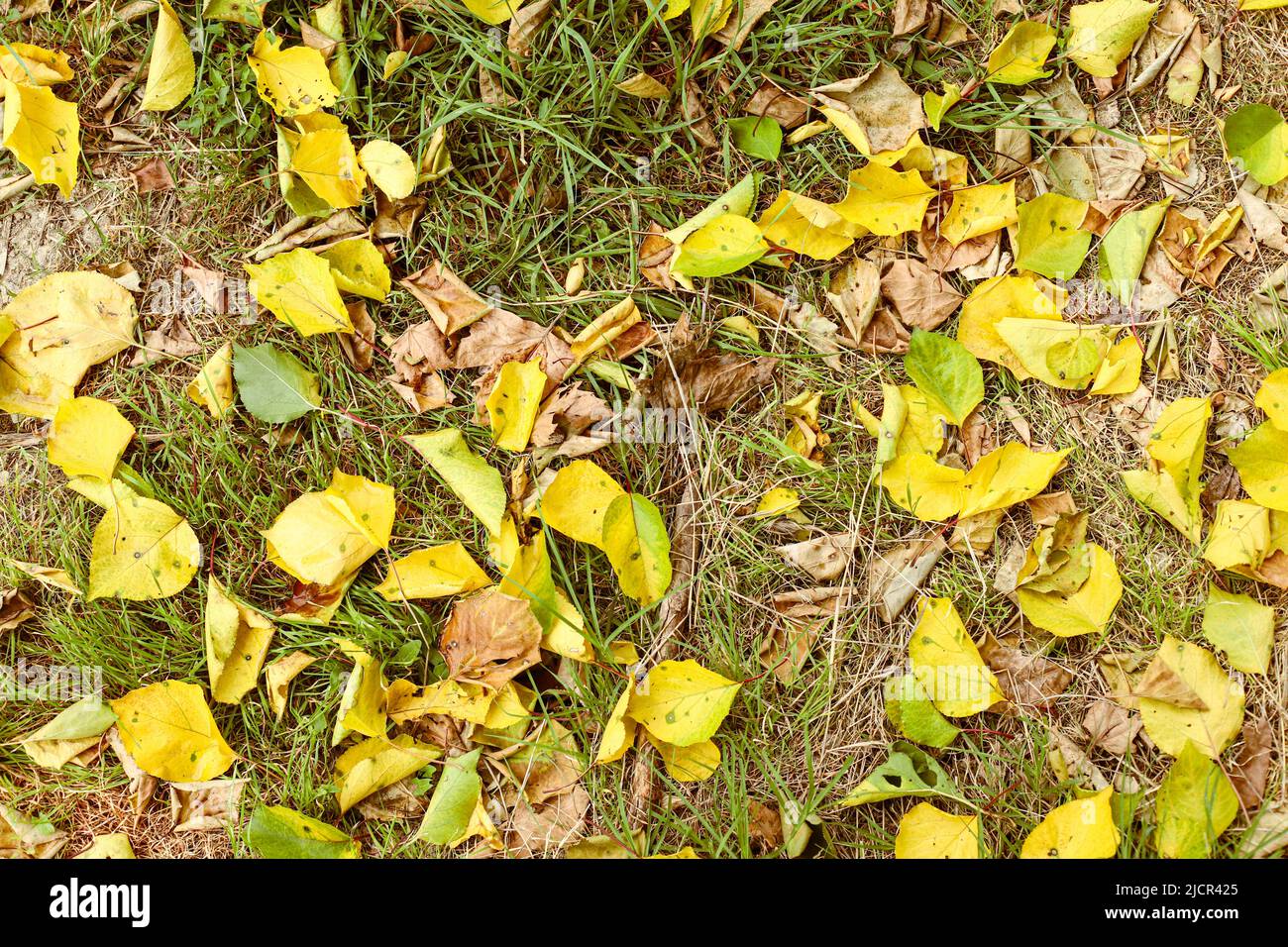 Green grass and yellow autumn aspen leaves texture background, top view ...