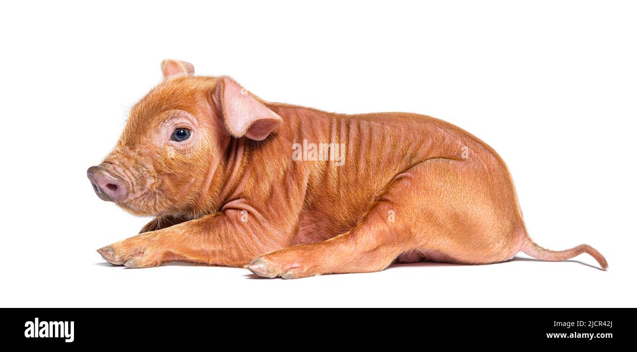 side view of a Young pig (mixedbreed) lying down, isolated Stock Photo ...