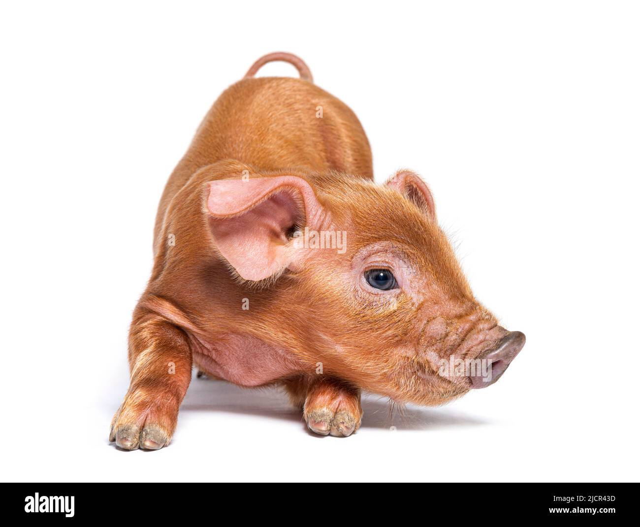 Young pig kneeling (mixedbreed), isolated Stock Photo - Alamy