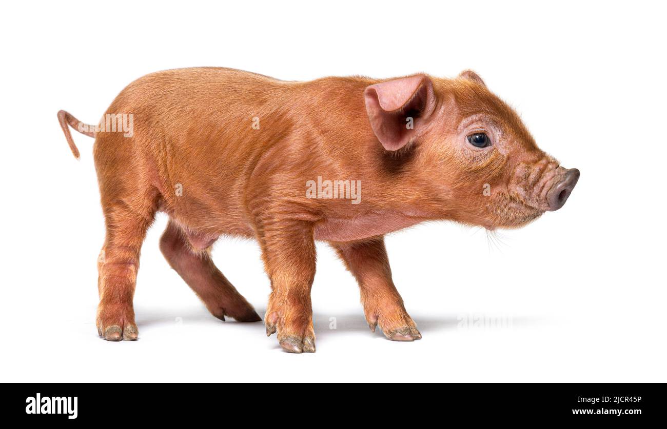 Mixedbreed hi-res stock photography and images - Alamy