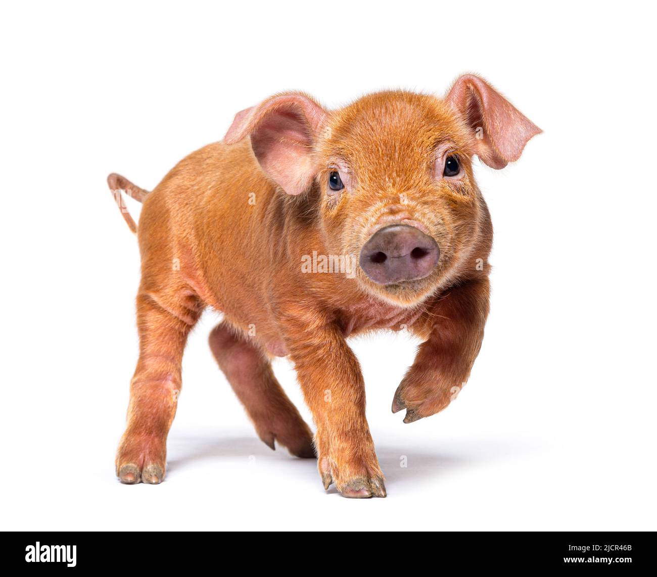 Pig walking hi-res stock photography and images - Alamy