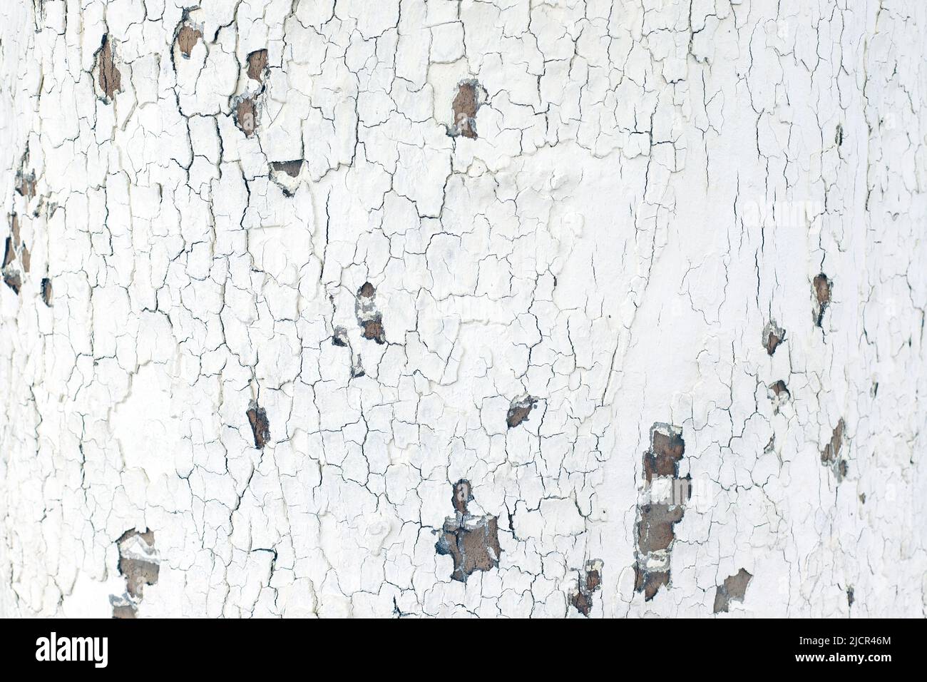 Cracked tree trunk whitewash texture background, closeup. Front view ...
