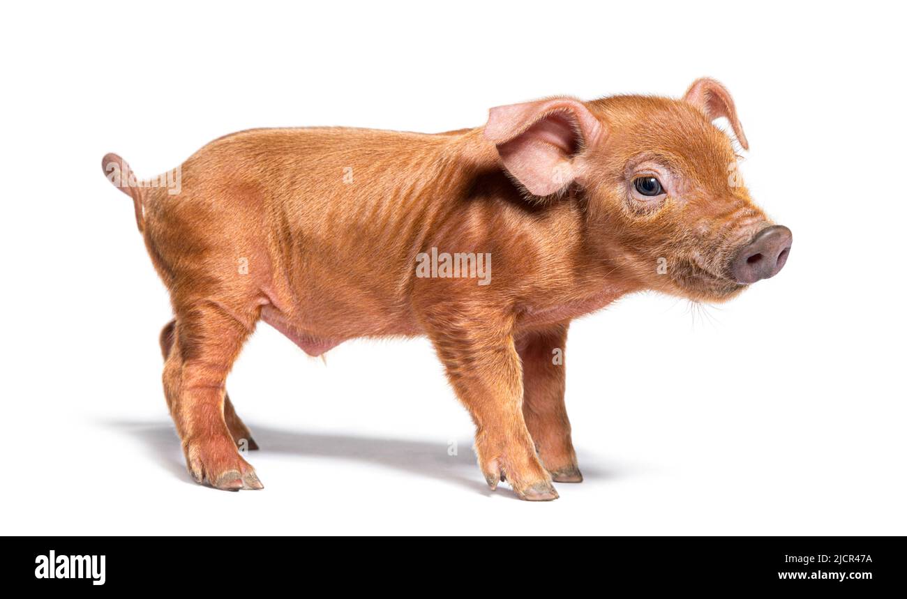 profile of a young pig (mixedbreed) looking at camera, isolated Stock ...