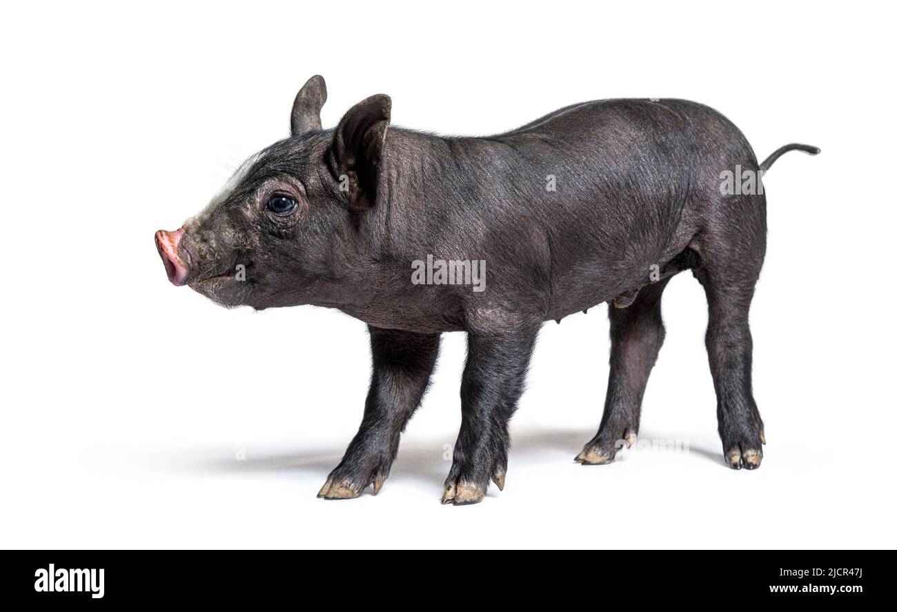 Mixedbreed hi-res stock photography and images - Alamy