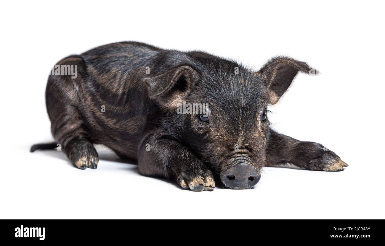 Mixedbreed hi-res stock photography and images - Alamy