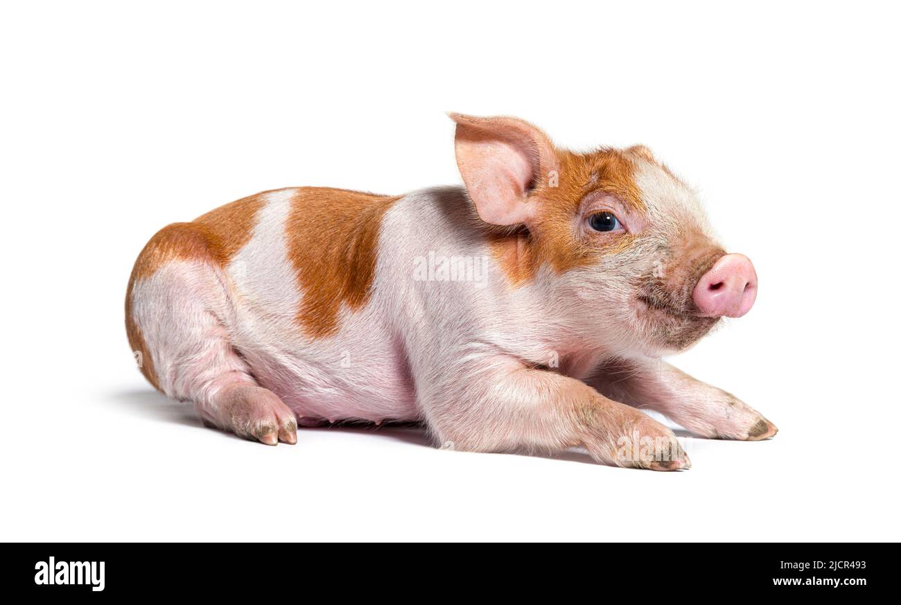 Piglet lying down Cut Out Stock Images & Pictures - Alamy